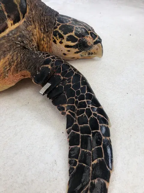 National Save The Sea Turtle Foundation